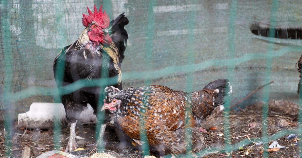 El Gobierno confina todas las explotaciones de aves de corral al aire ...