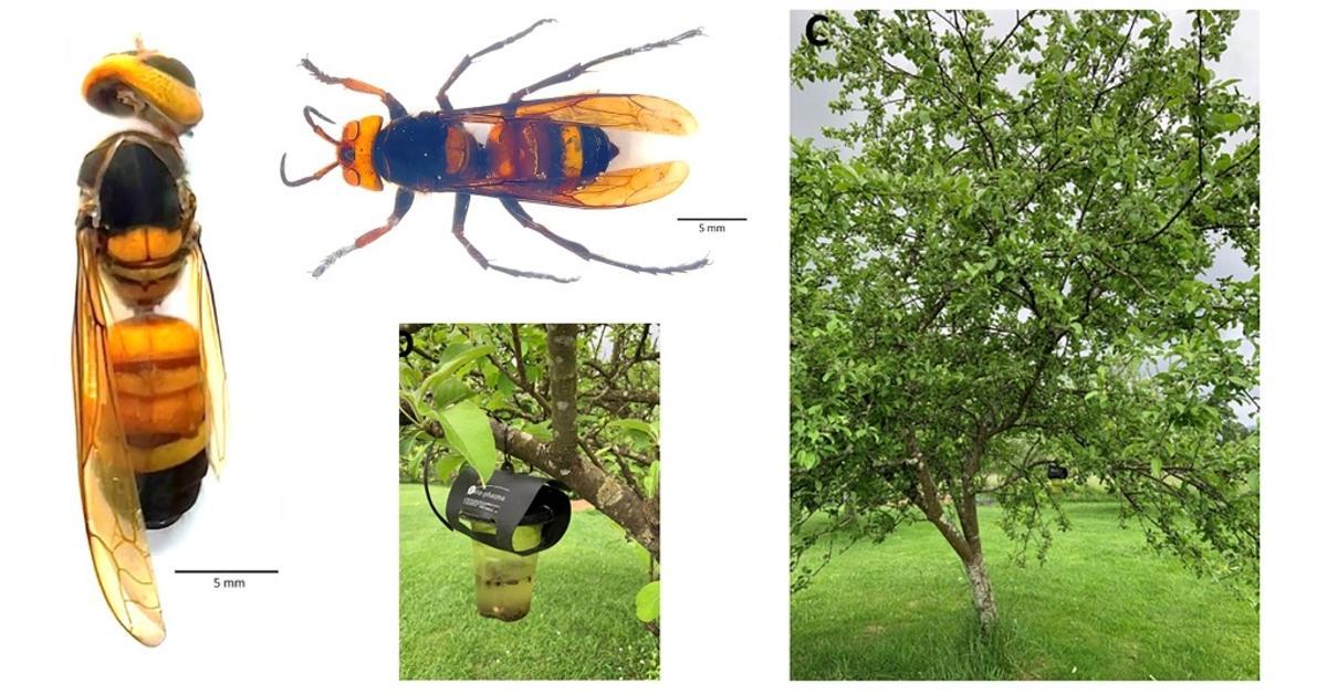 La velutina ya no está sola: primera detección en Europa de una avispa ...