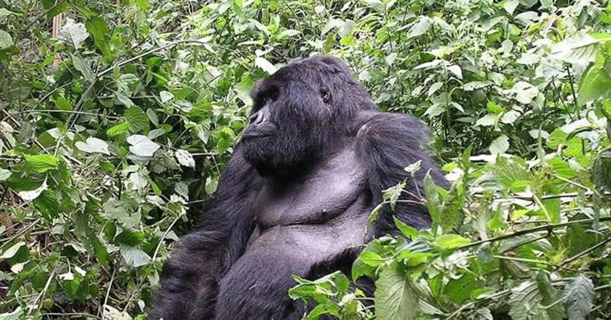 Cuatro de las seis especies de grandes simios, a un paso de extinguirse