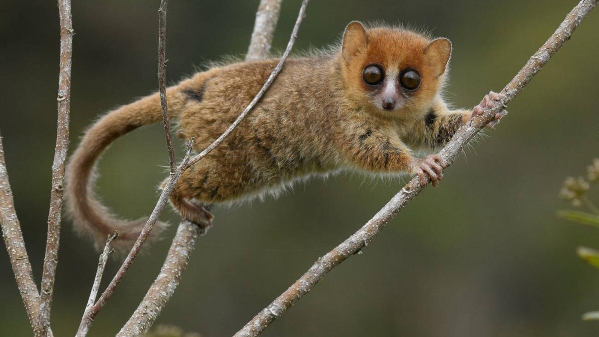 Madagascar: 23 millones de años de evolución en peligro
