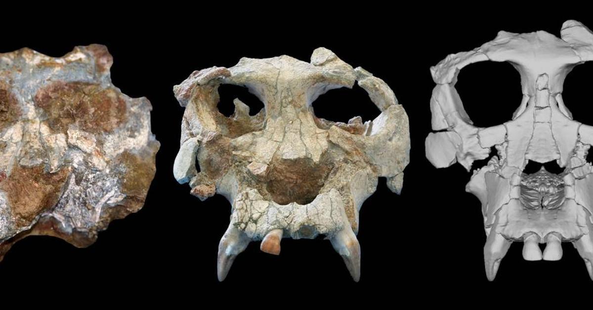 Reconstruyen el cráneo de nuestro primer pariente, un gran simio de 12 ...