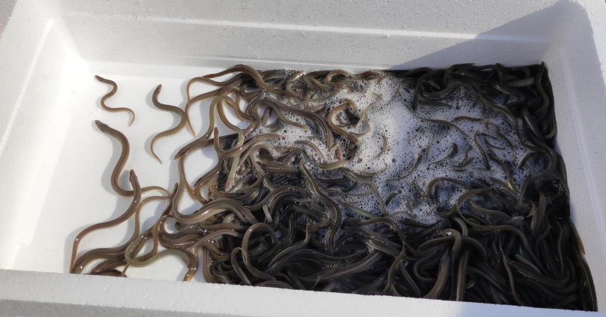 La angula, el manjar de Navidad que va camino de la extinción: "En diez ...